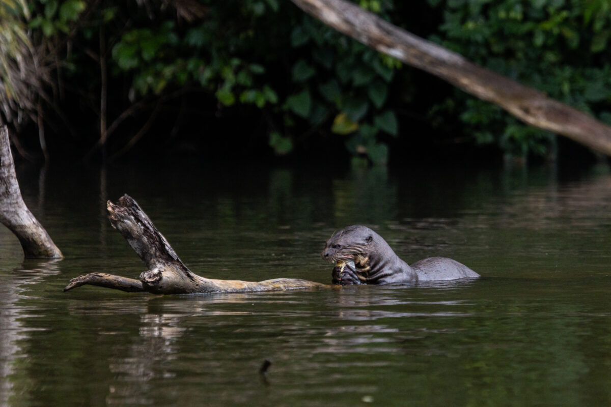 Cocha Cashu: más de 50 años al servicio de la investigación en la ...