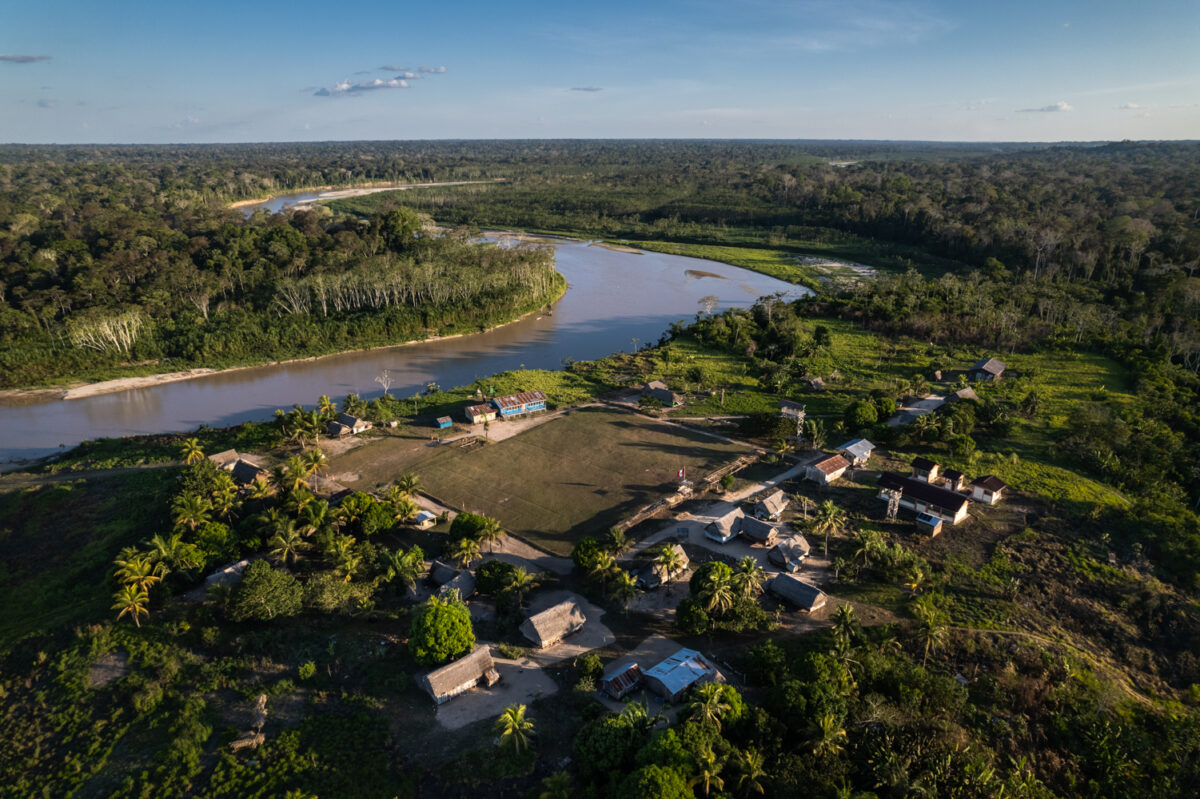 El huasaí: fruto ancestral y oportunidad económica en Purús - PURÚS MANU