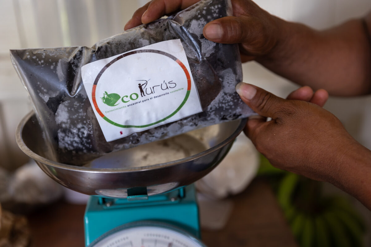 El huasaí: fruto ancestral y oportunidad económica en Purús - PURÚS MANU