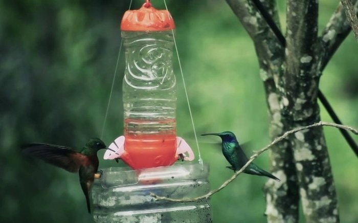 Conoce el colibrí cola de espátula, una especie única que habita en el ...