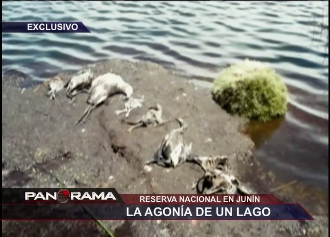 Junín: lago más alto del mundo y el segundo más grande del Perú es ...