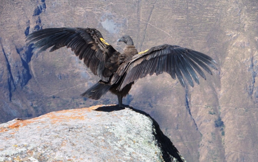 Huarochirí: liberan a cóndor hembra para promover su conservación