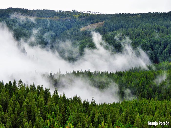 [OPINIÓN] El caso de la siembra de pino en el Perú: ¿más árboles a ...