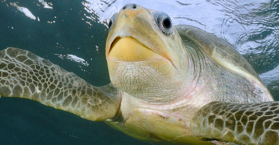 Tortugas marinas: ¿Cuál es la situación de estas especies que habitan ...