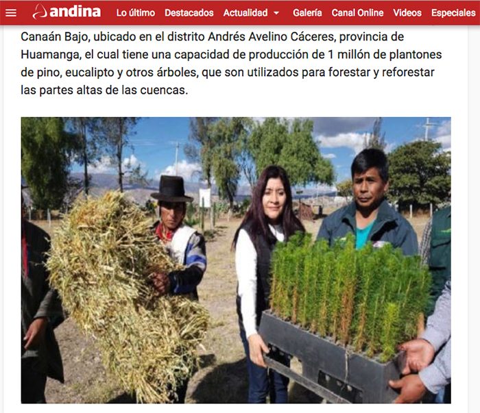 [OPINIÓN] El caso de la siembra de pino en el Perú: ¿más árboles a ...