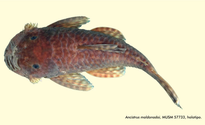 Descubren una nueva especie de carachama: biólogo detalla cómo se ...