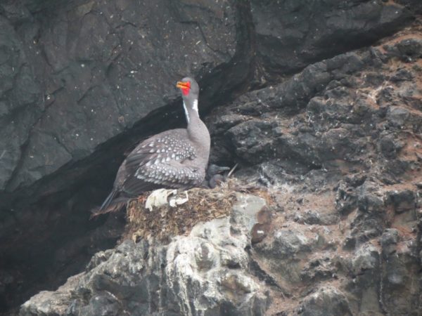 Huarmey: realizan campaña de sensibilización para prevenir caza de ...