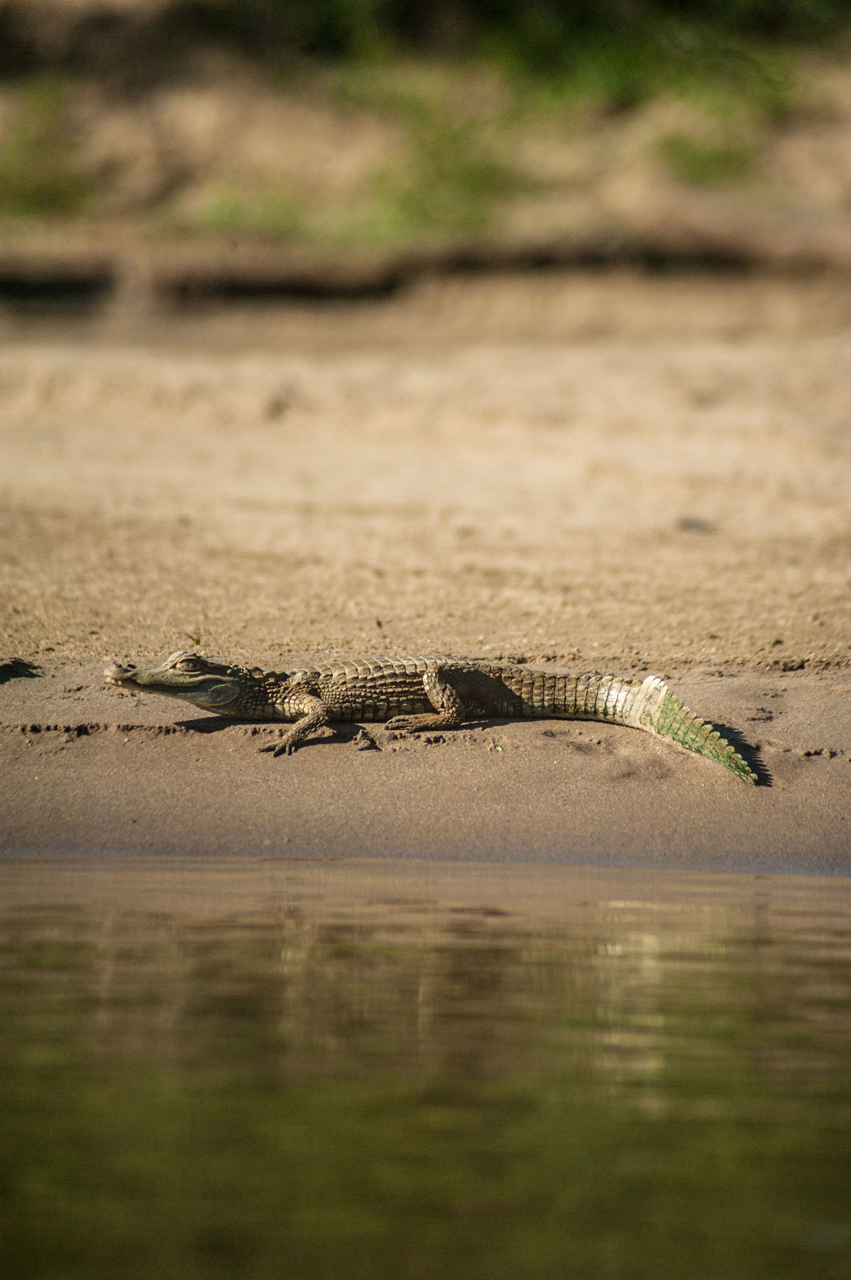 [Fotos] Alto Purús: el área protegida más grande del país cumple 16 años