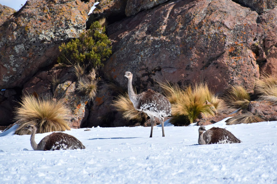 Fomentar la investigación científica podría salvar al suri, el ave más ...
