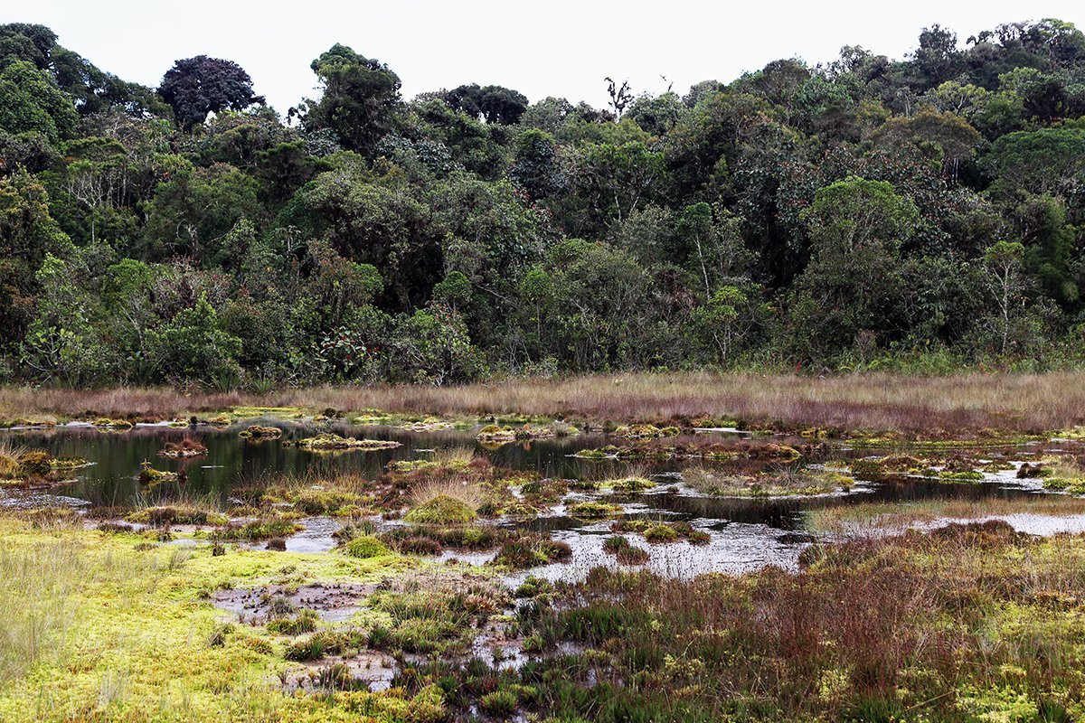 Pasco: alertan que Bosque Sho’llet podría perder más del 50% de su ...