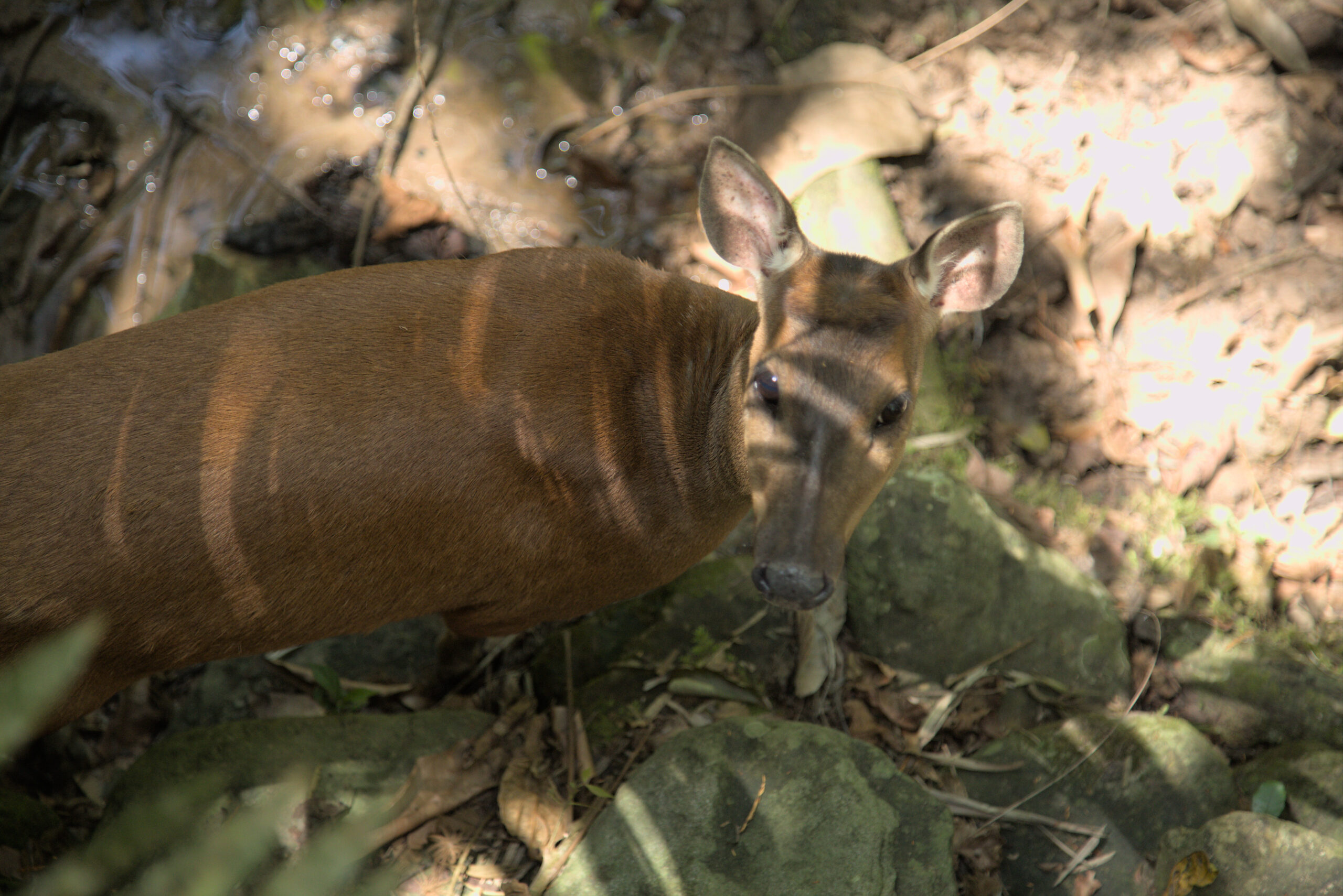 Urku: conoce el centro de rescate que trabaja para devolver especies a ...