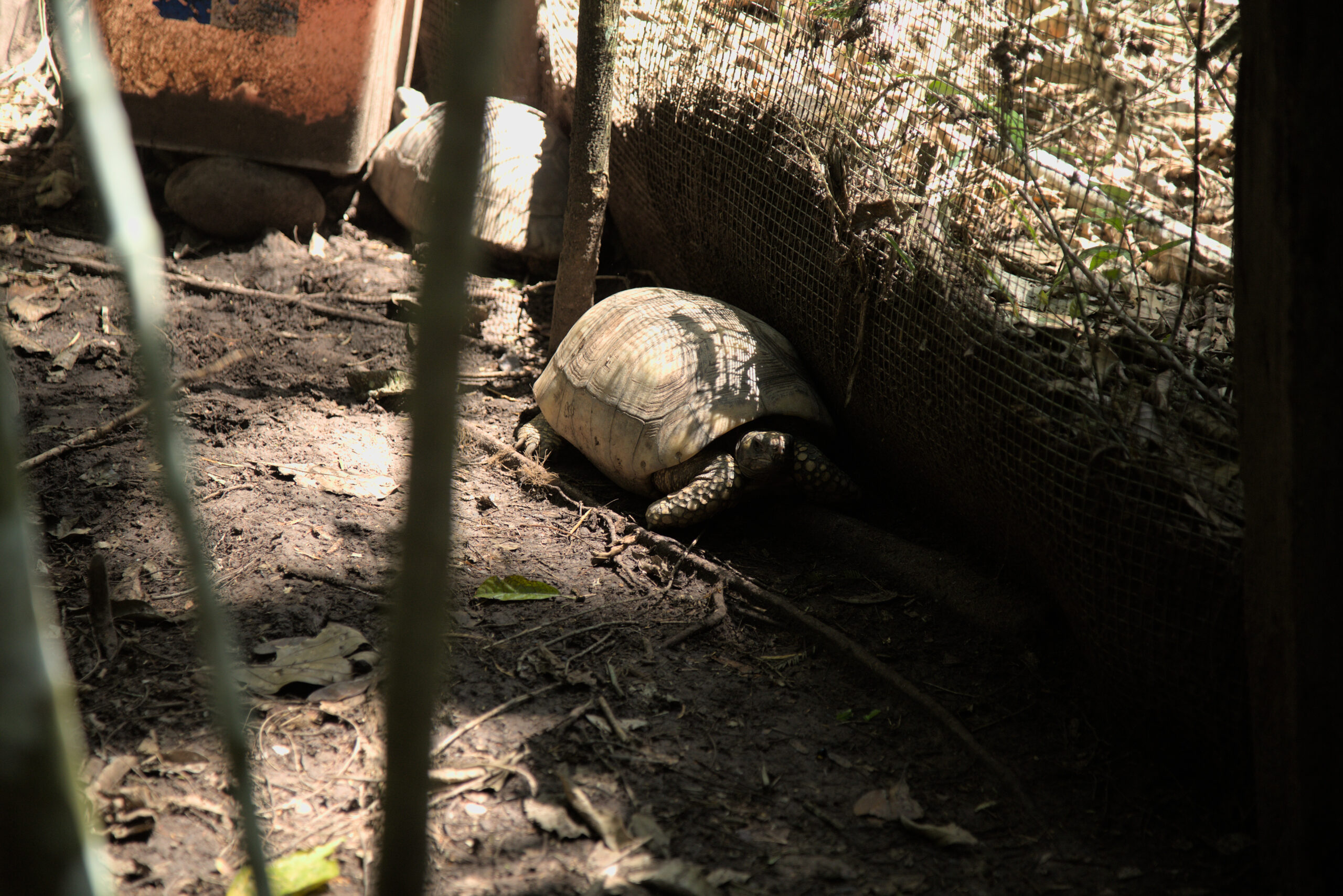 Urku: conoce el centro de rescate que trabaja para devolver especies a ...