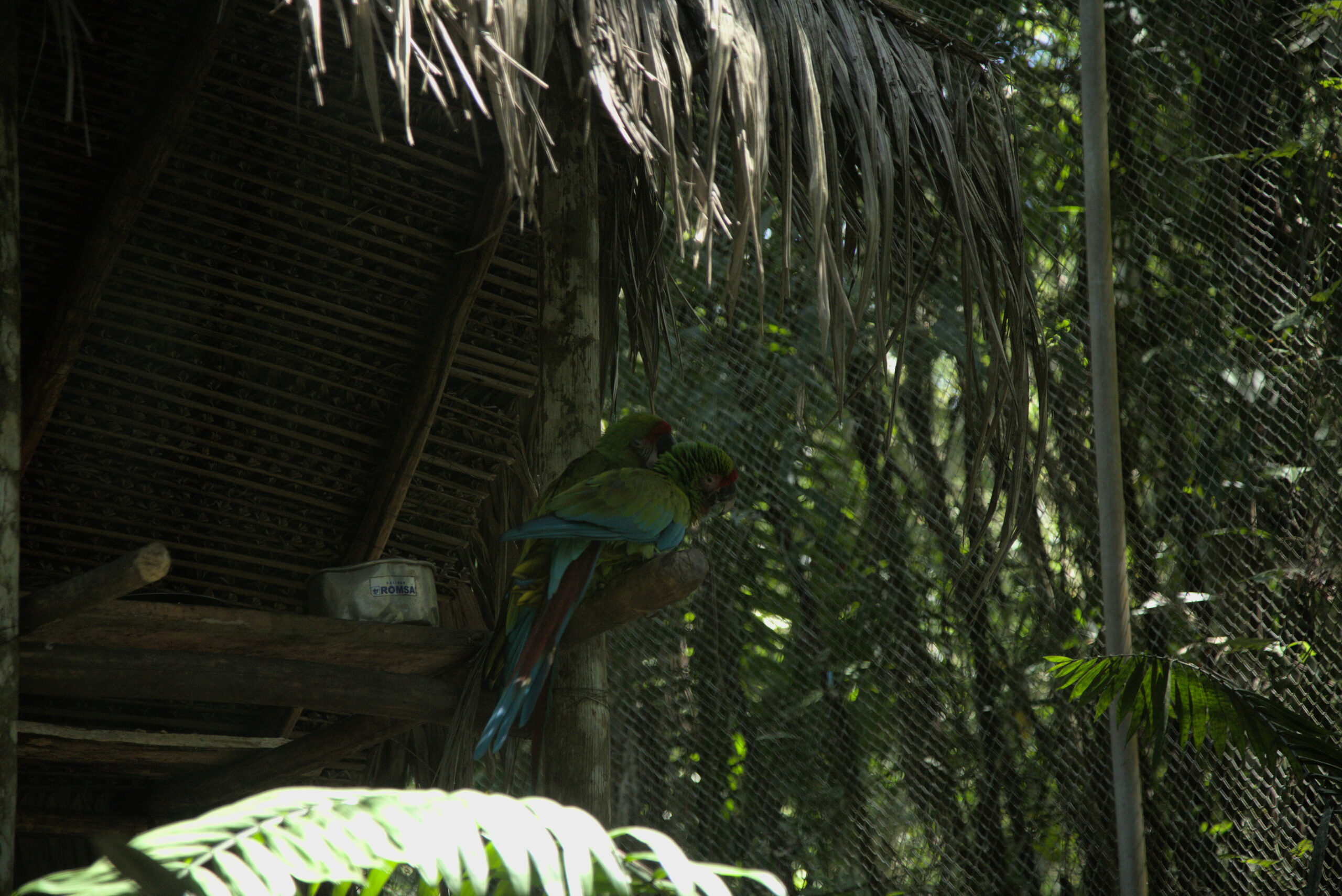 Urku: conoce el centro de rescate que trabaja para devolver especies a ...
