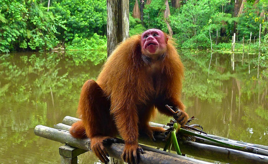 Día Mundial del Mono: ¿cómo conservar las más de 45 especies que ...