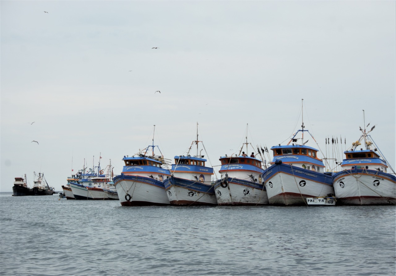 Sectores público y privado forman alianza para mejorar la pesca de pota ...