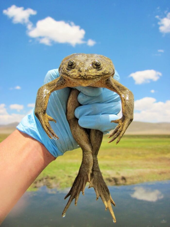 Conoce cuatro proyectos para salvar de la extinción a la rana gigante ...