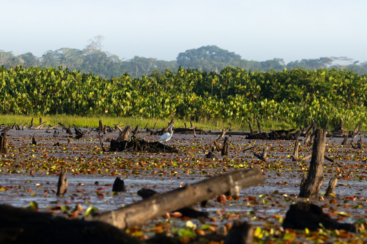 Interfluvio Tapiche Blanco, corazón de la Amazonía: ¿por qué es ...