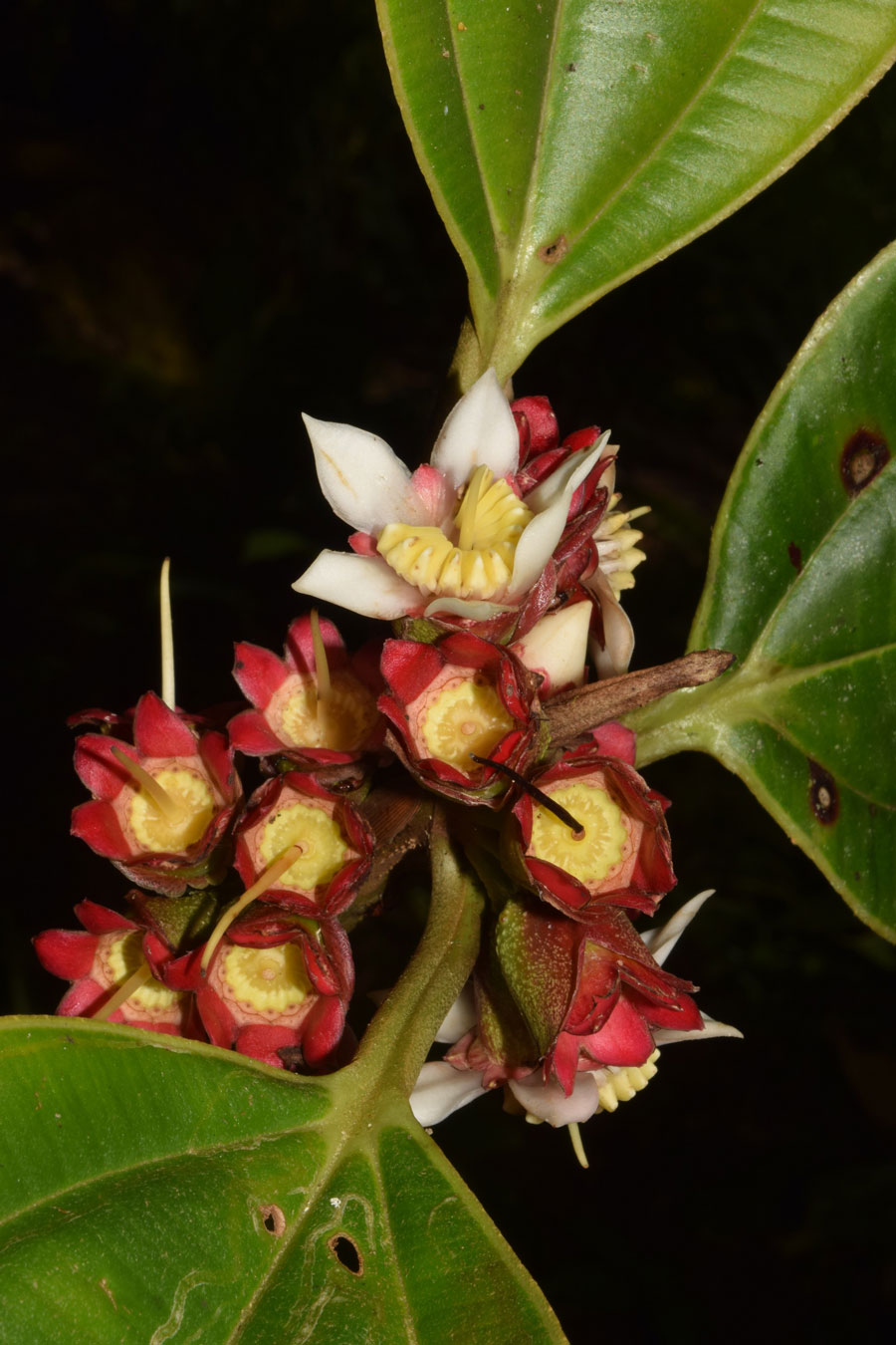 Descubren siete nuevas especies de plantas para la ciencia en Cajamarca ...