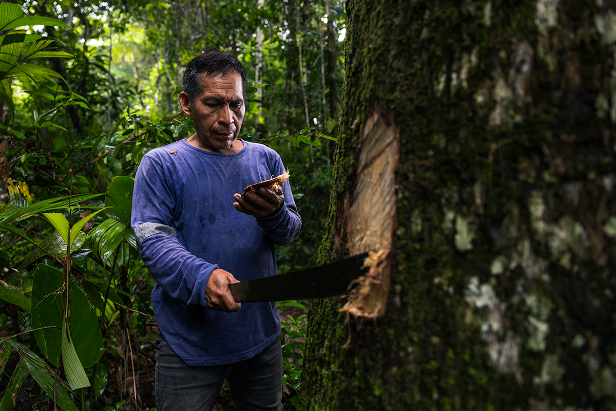 Alberto Inuma, el líder indígena amahuaca que preserva el uso de ...