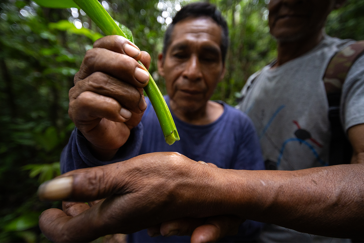 Alberto Inuma, el líder indígena amahuaca que preserva el uso de ...