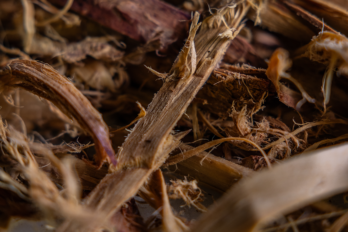 Alberto Inuma, el líder indígena amahuaca que preserva el uso de ...