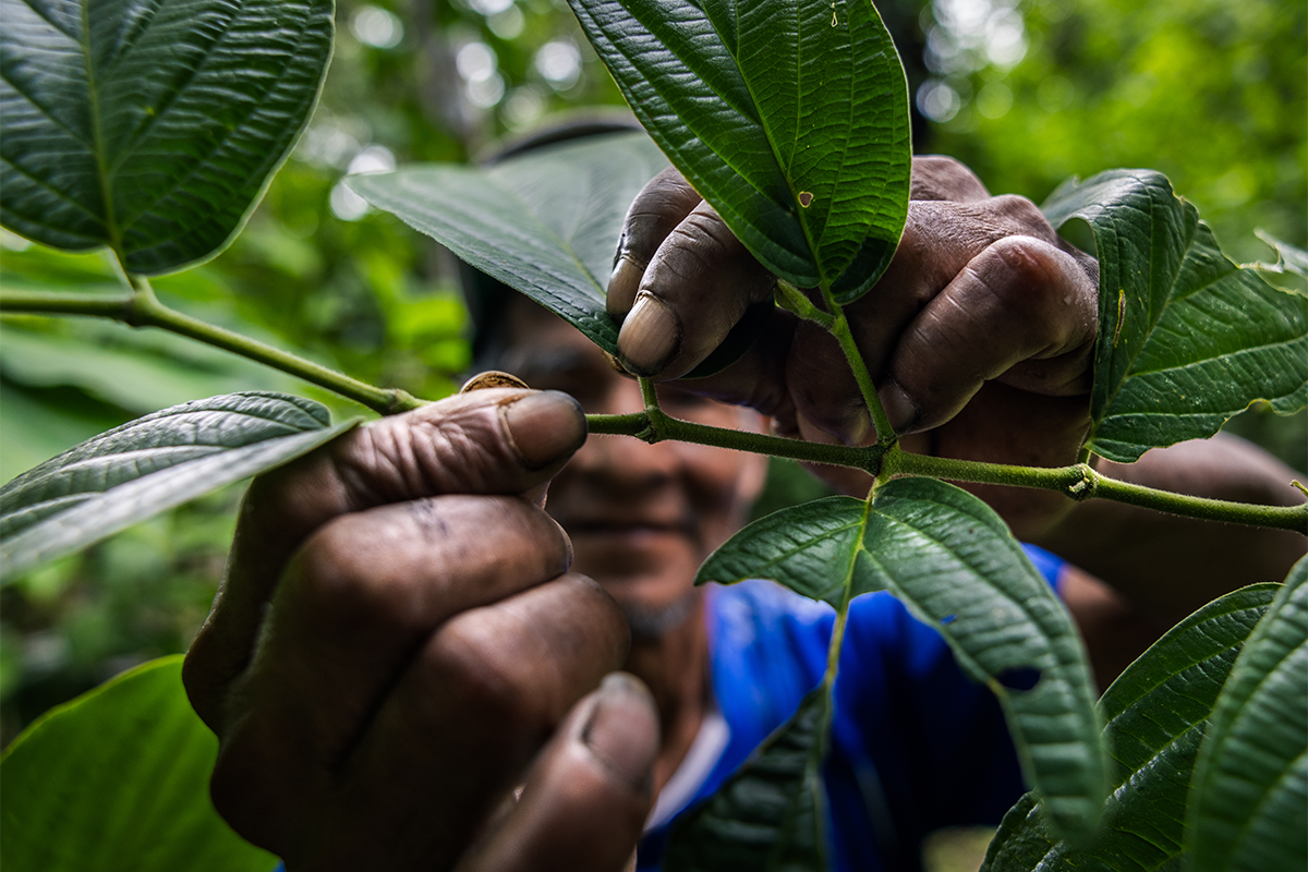 Alberto Inuma, el líder indígena amahuaca que preserva el uso de ...