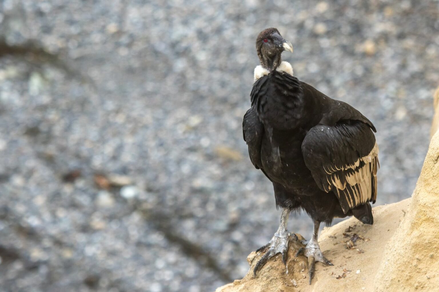 El cóndor en la costa peruana: desafíos para evitar la extinción de ...