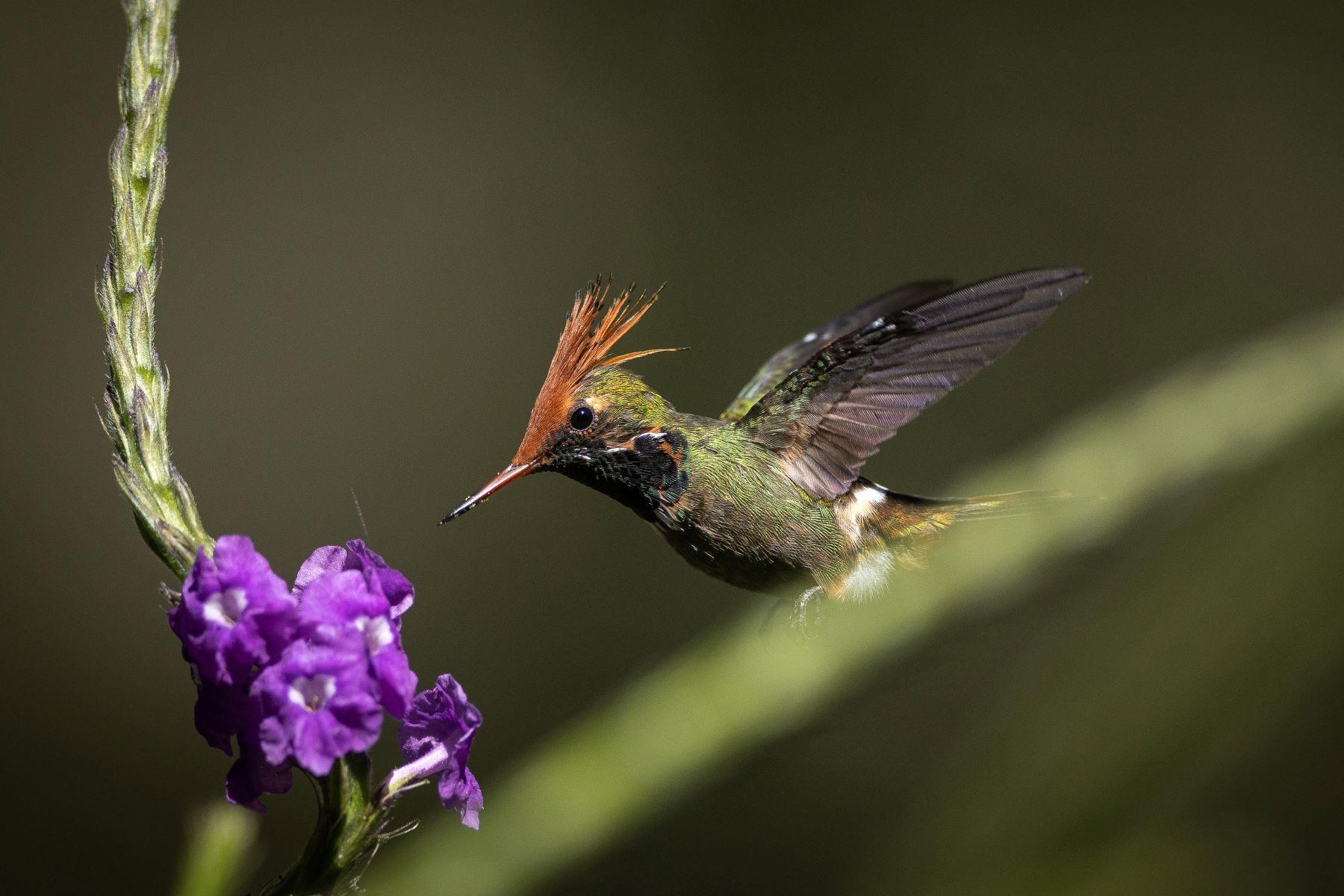 Un ratón anfibio y un pez con cabeza redonda entre 27 nuevas especies ...
