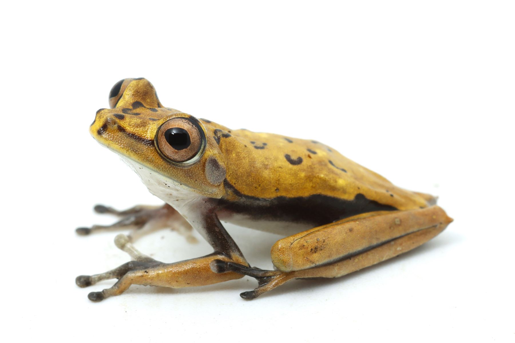 Un ratón anfibio y un pez con cabeza redonda entre 27 nuevas especies ...