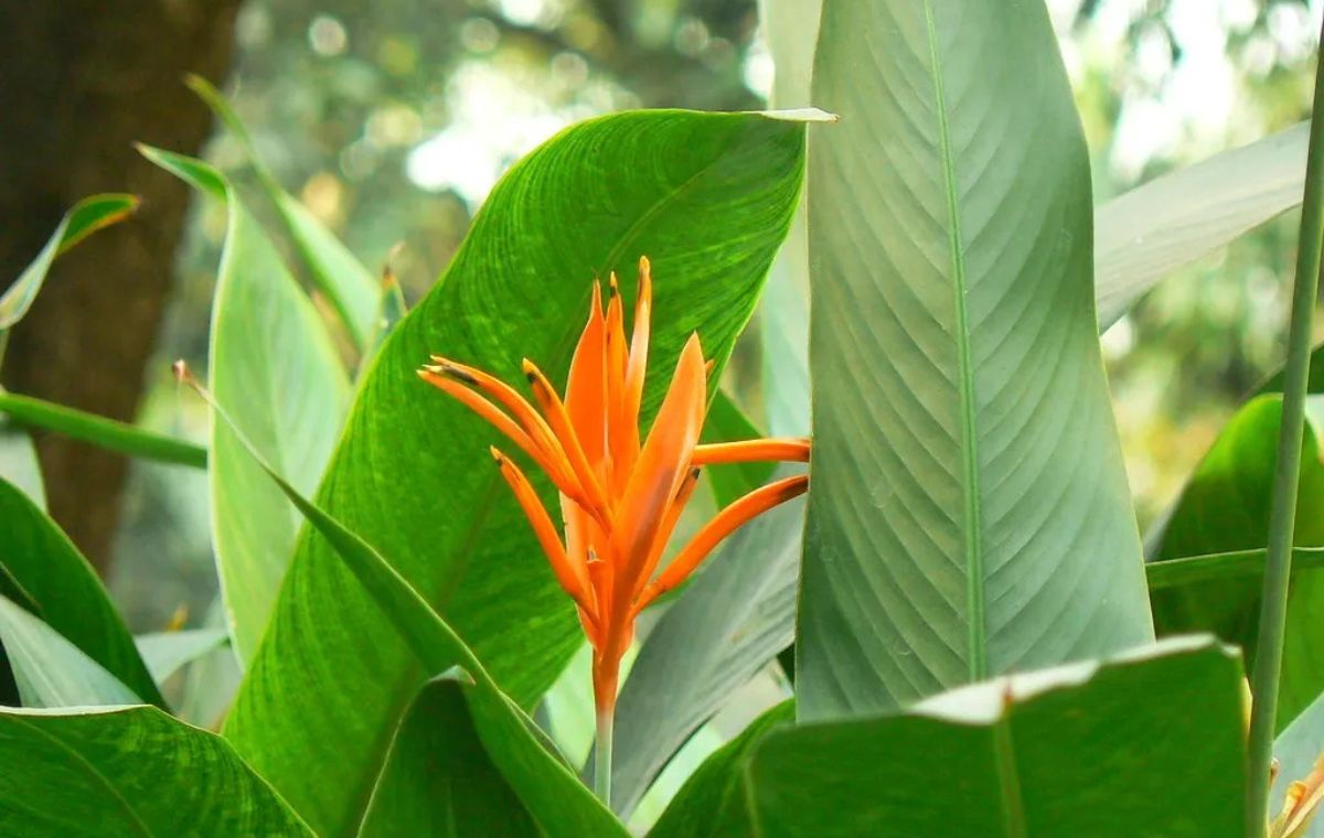 Conoce al bijao: la planta amazónica que envuelve tradición, sabor y ...