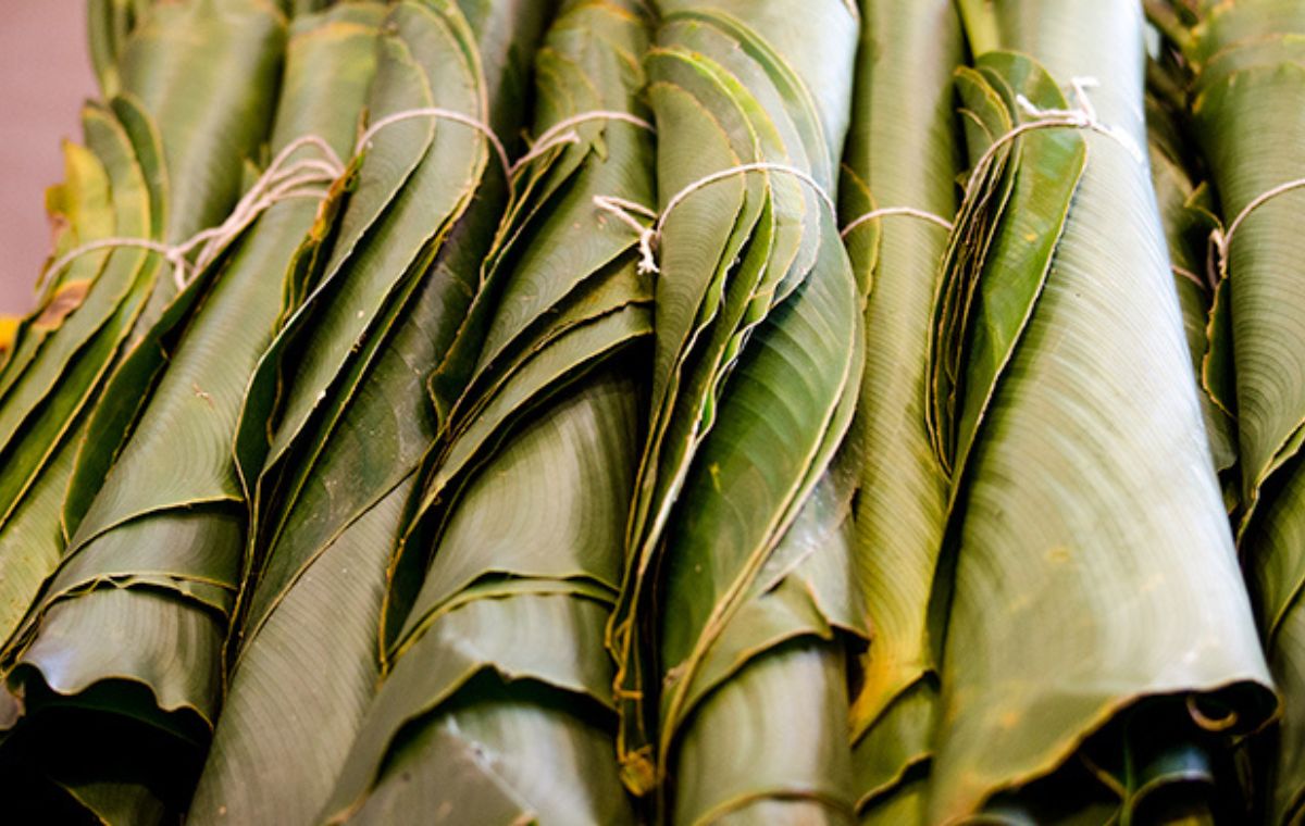 Conoce al bijao: la planta amazónica que envuelve tradición, sabor y ...